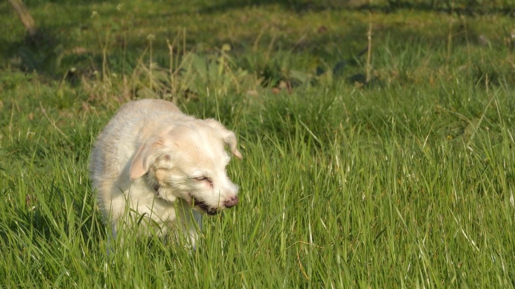 Comment remédier à la coprophagie chez le chien - D'ClickBnb